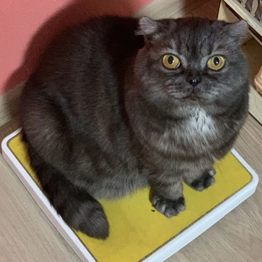 Шотландские коты в добрые руки
