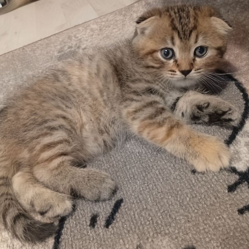 Британский длинношёрстный котёнок