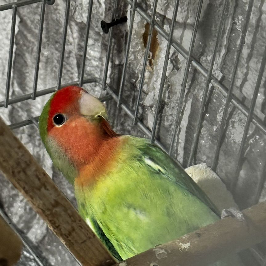 Попугаи не разлучники