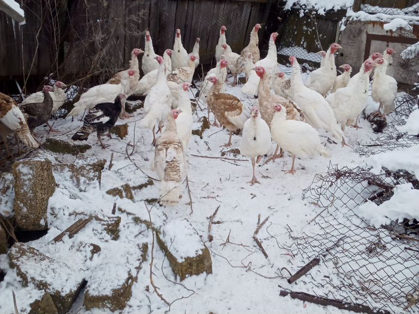 Продажа индюков и индюшек