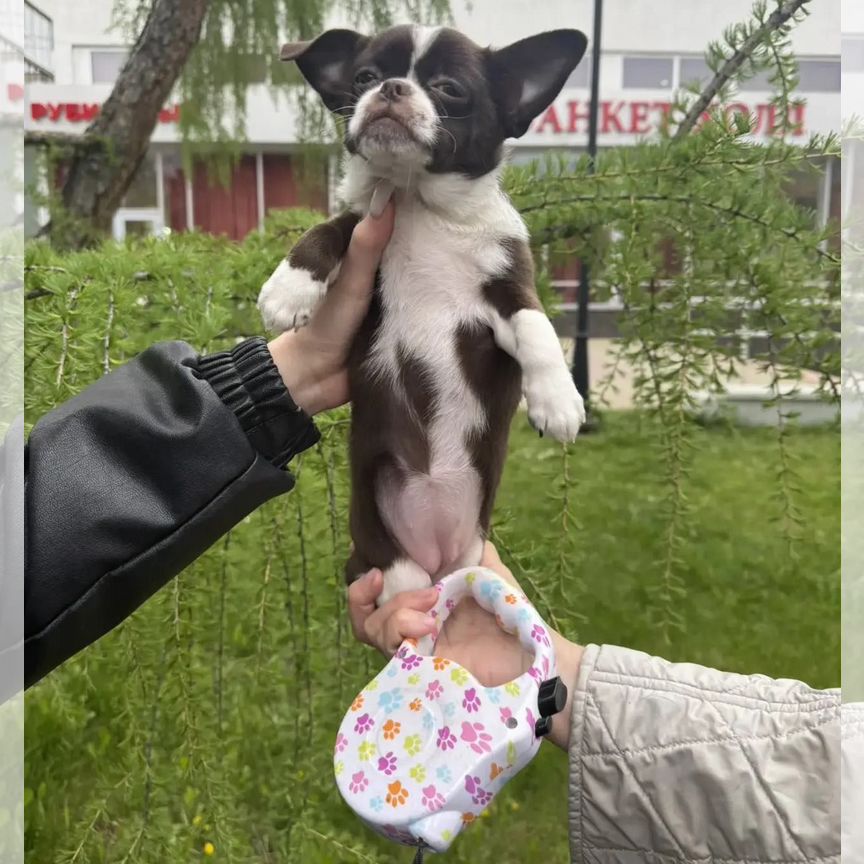 Чихуахуа, щенок