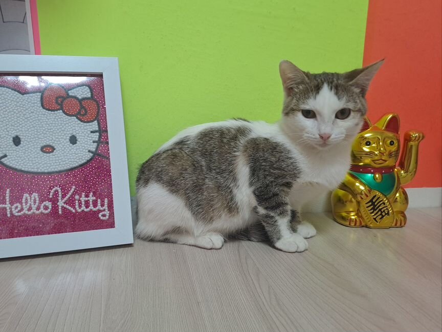 Приученный к лотку котенок