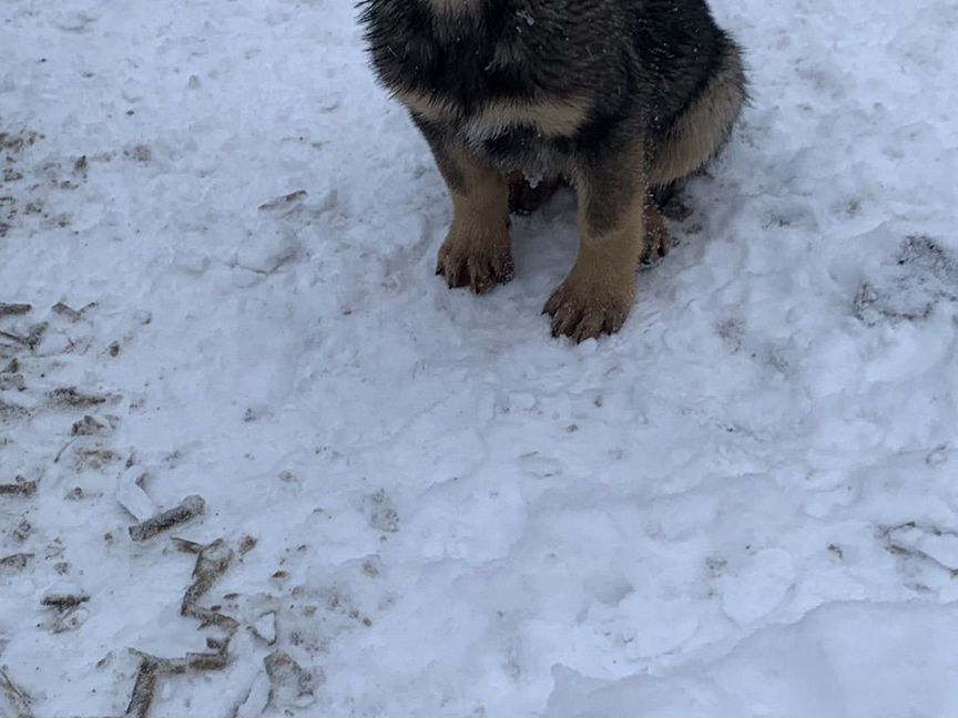 Щенки маленькие дворняжки