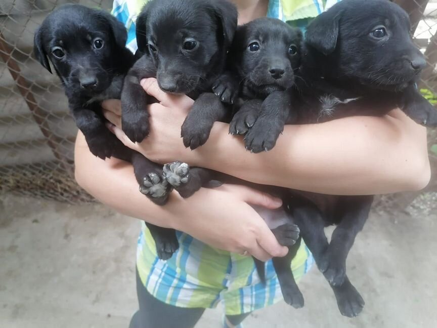 Лабрадорчики помесь