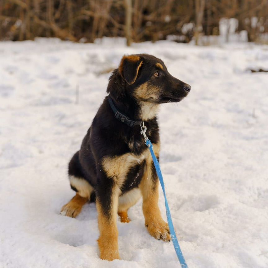 Молли 5 мес, есть качества охранника