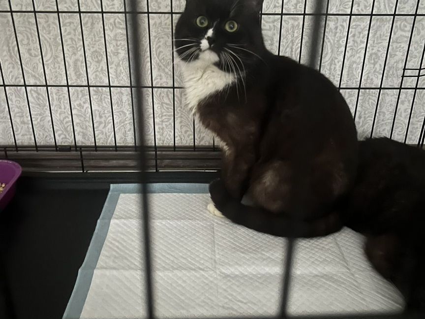 Котик Максик в добрые руки