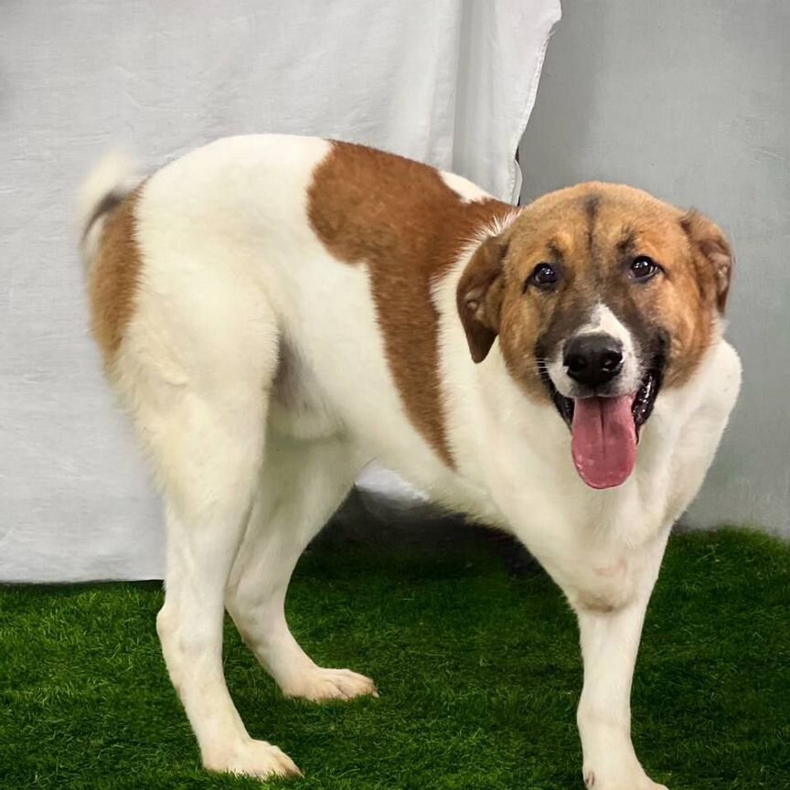 У меня три лапки,но надеюсь стать домашним