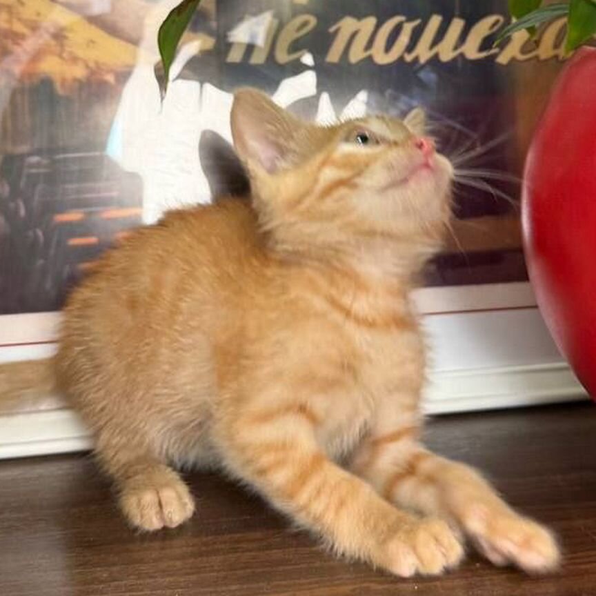 Котенок рыжий бесплатно
