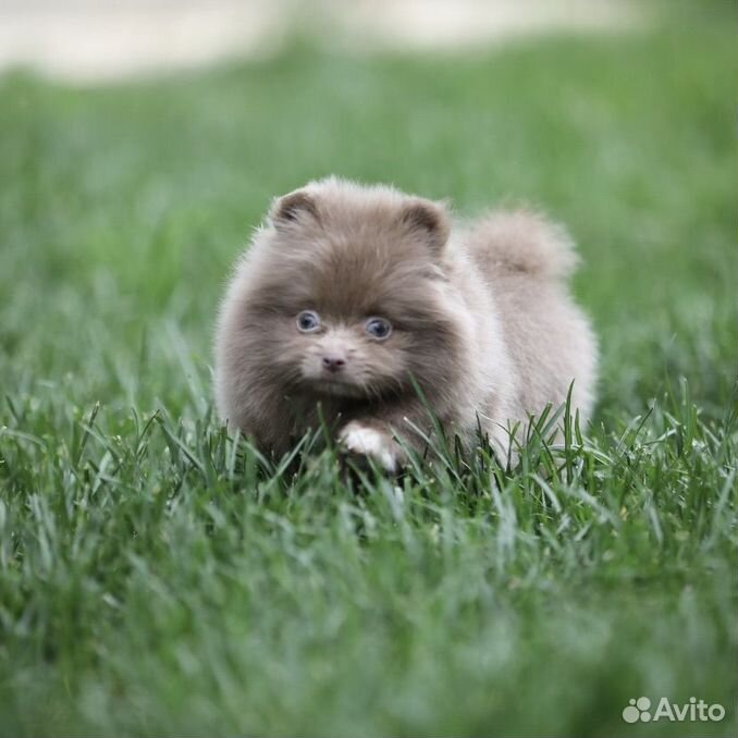 Шпиц лиловая девочка