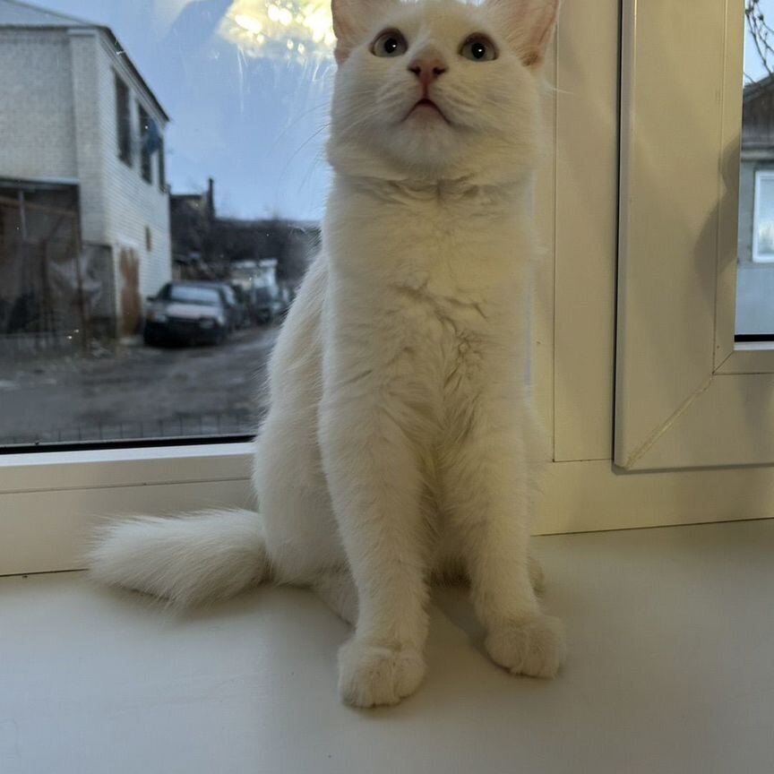 Кошка турецкая ангора