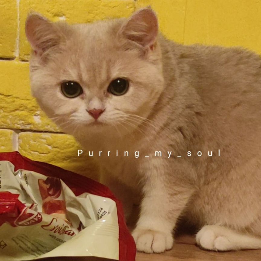 Золотая голубая шиншилла (ay11) кошка 6 мес