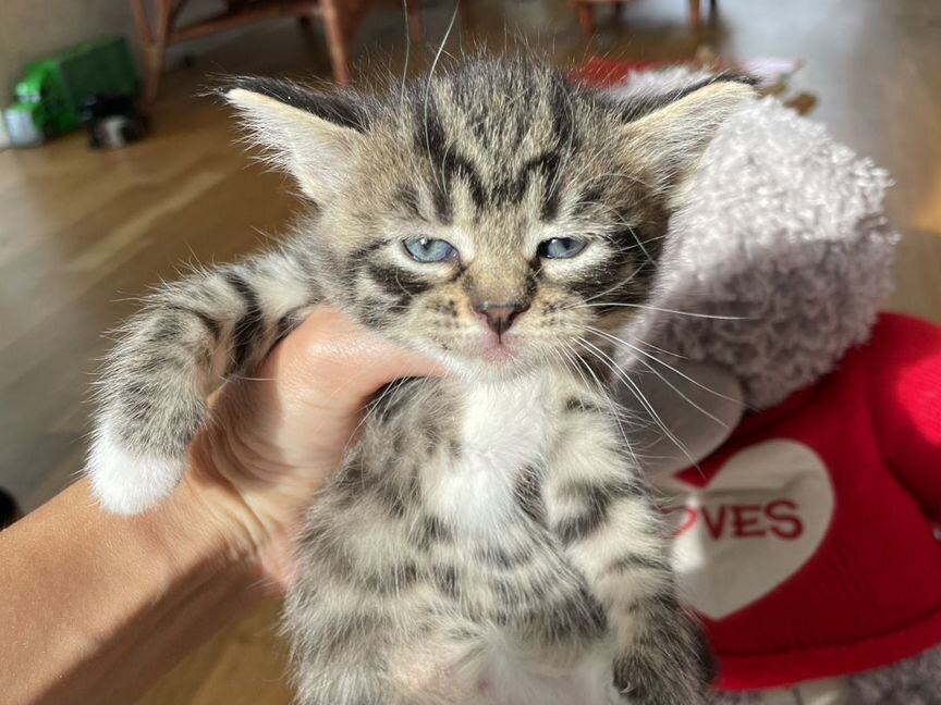 Шотландские/мейкун/метис котята