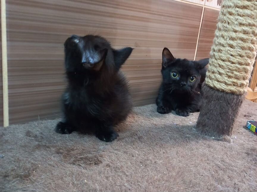 Из ларца- одинакова лица'