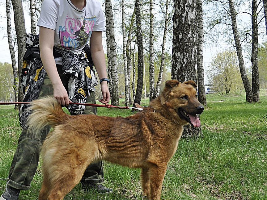 Кай из приюта в добрые руки