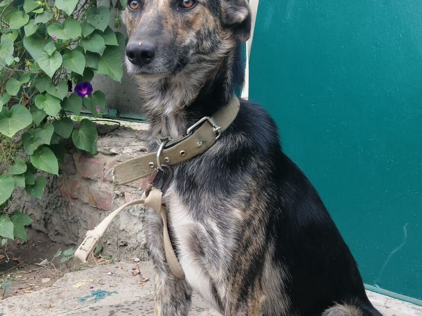 Собака Маргоша