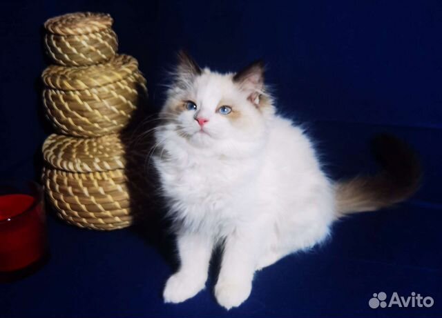 Котёнок Рэгдолл Биколор Сил
