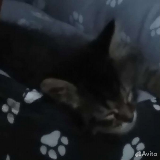 Котенокдевочка