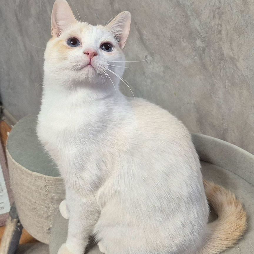 Котик