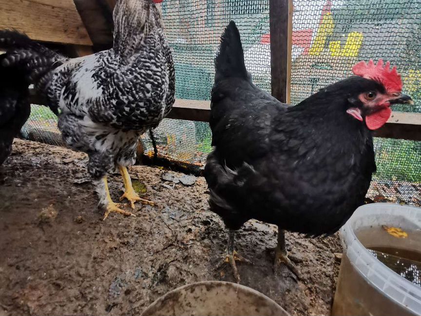 Петух и курица