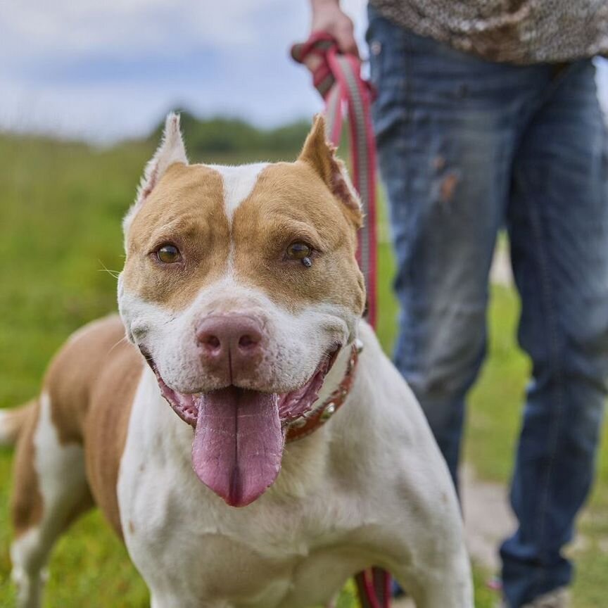 Американский питбультерьер, взрослая собака