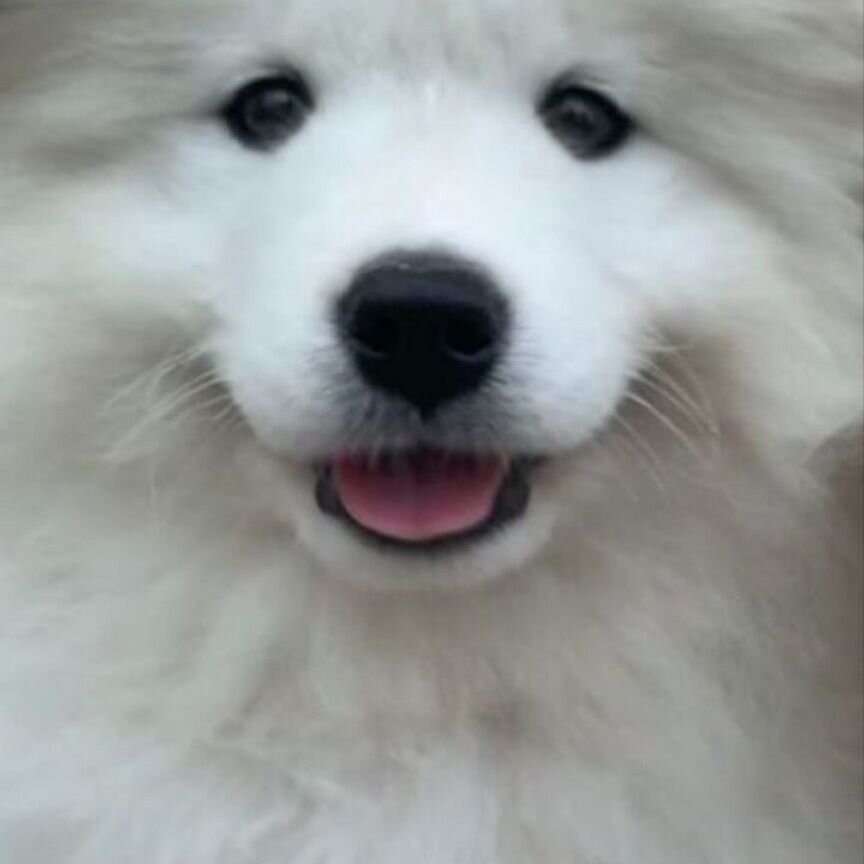 Щенки самоеда "Снежный Рифей"