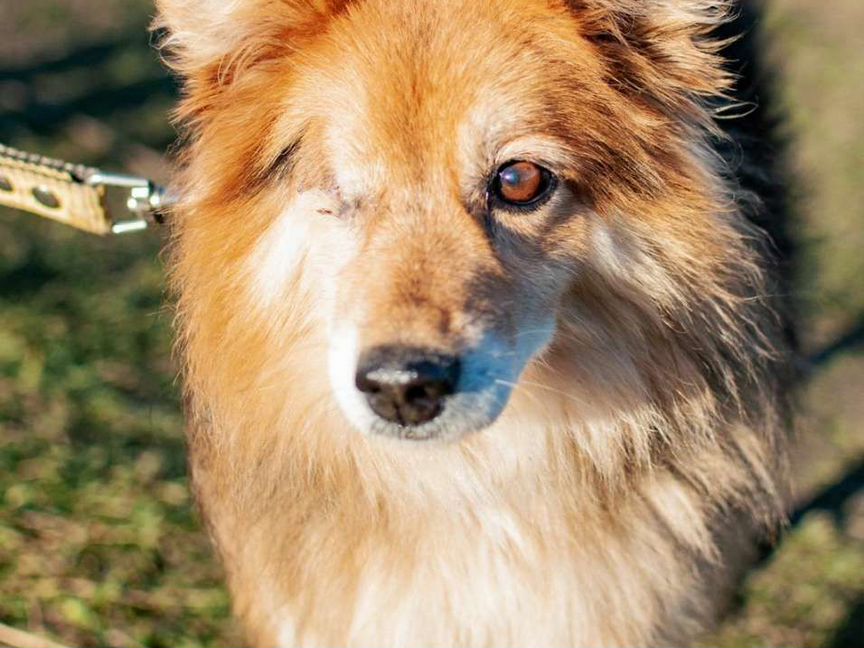 Собака пострадавшая от войны