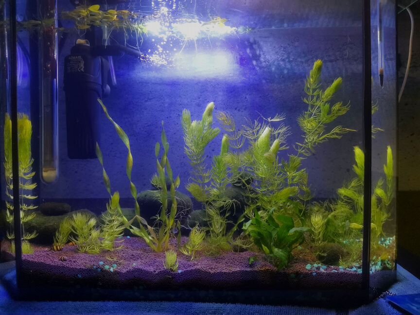 Аквариум Креветочник 30 литров