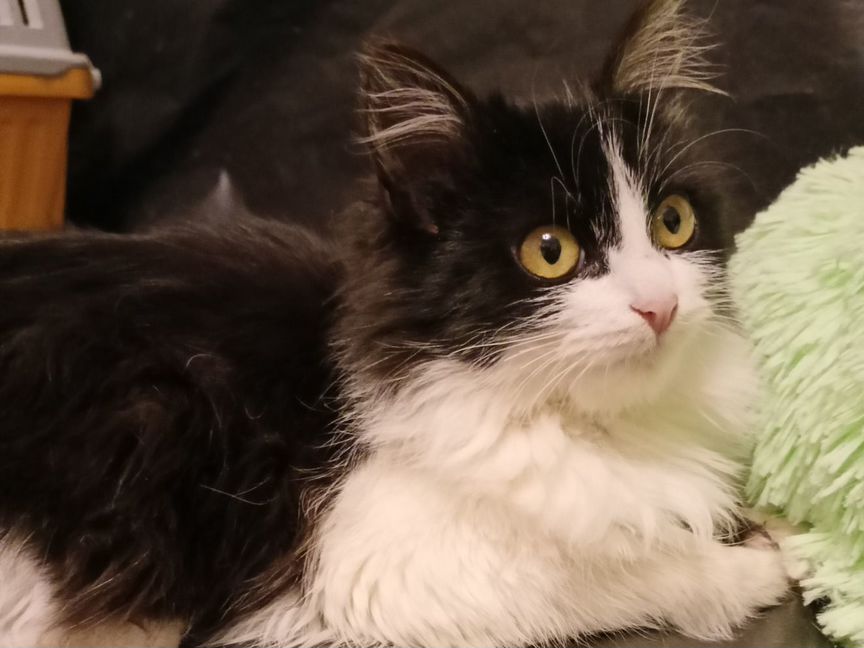 Котенок Феня