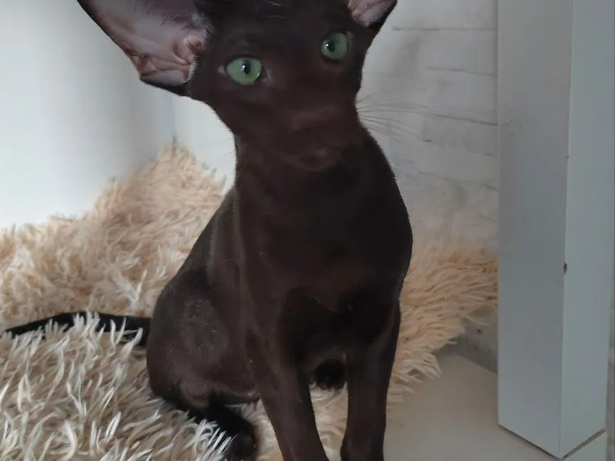 Ориентальный котик