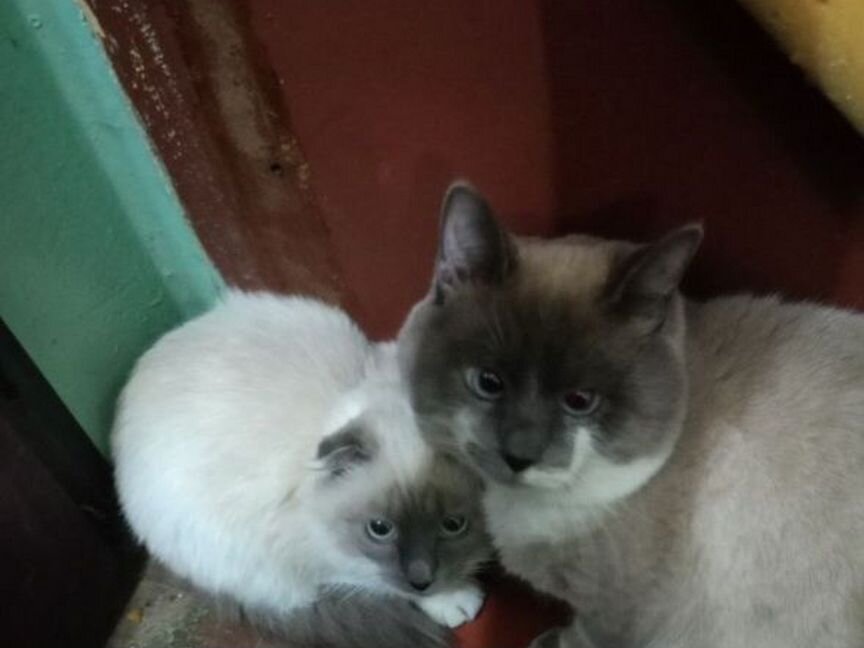 Кошечки в добрые руки
