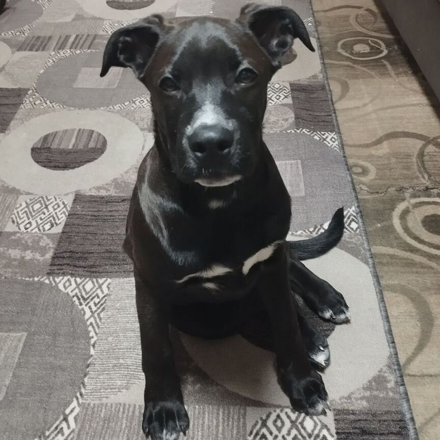 Американский булли, щенок