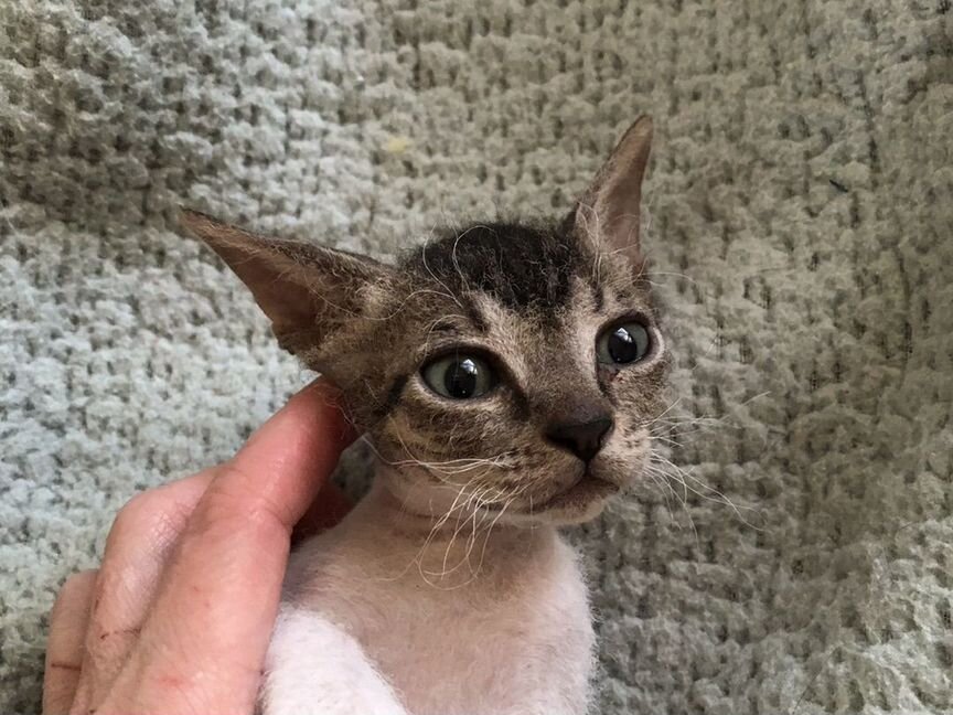 Котенок Пеппи