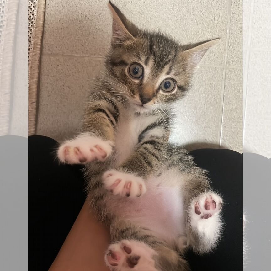 Котёнок в добрые руки