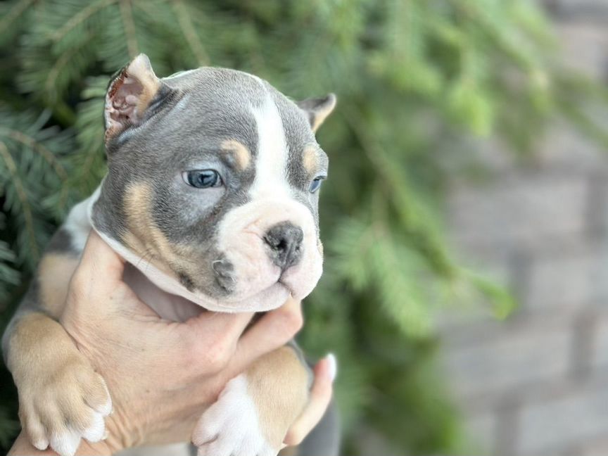 Американский булли покет