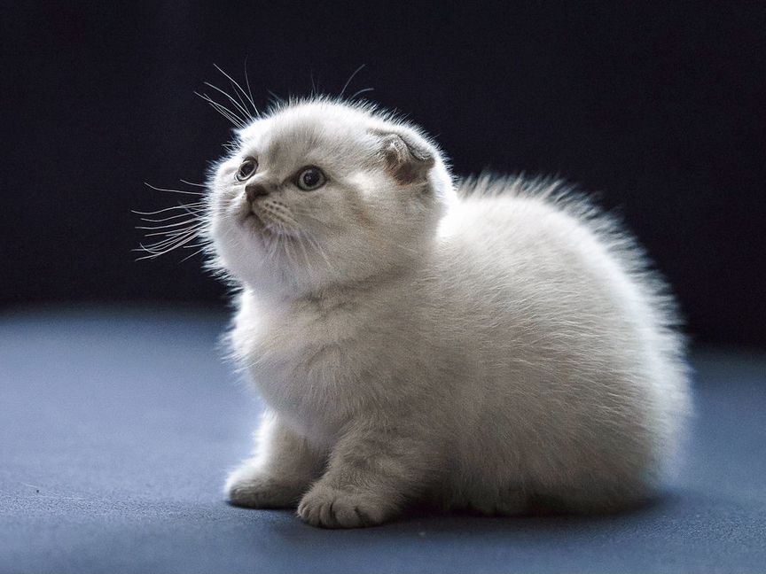 Шотландские котята. Фолд и страйт