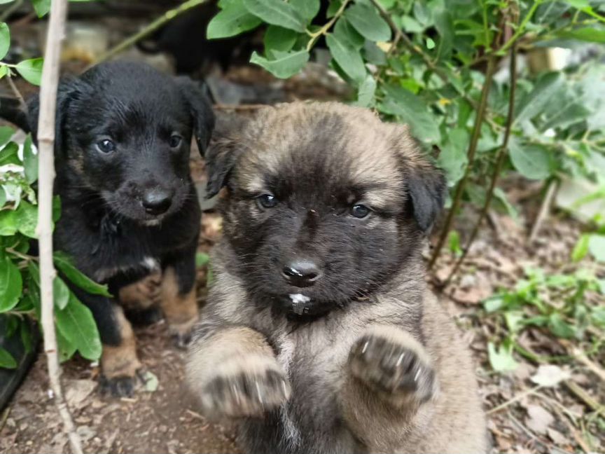 Собака (щенок)