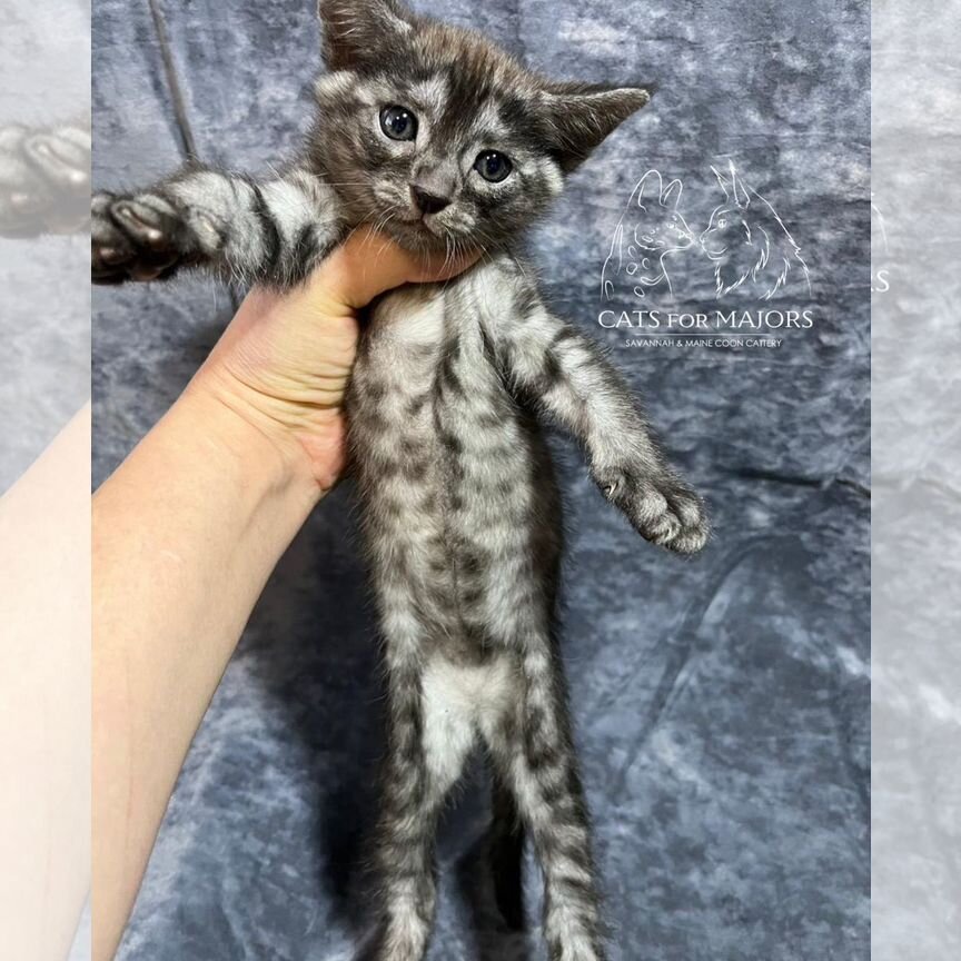 Котята чаузи