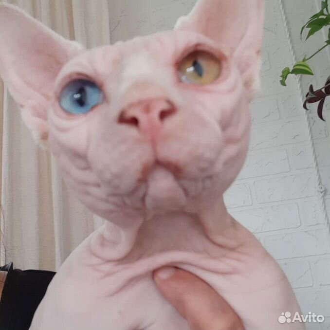 Канадский сфинкс разноглазый(вязка)