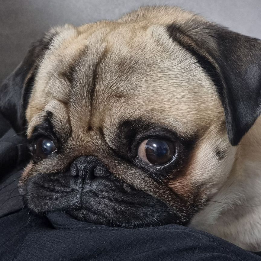 Мопс вязка мальчик