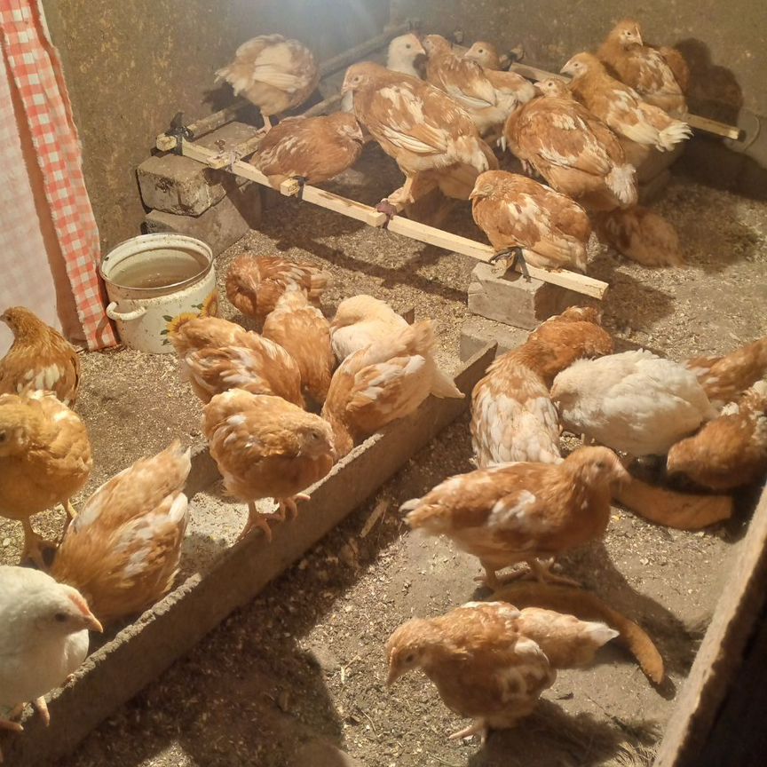 Ломан Браун цыплята
