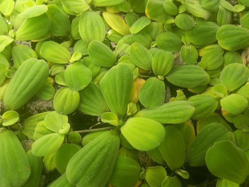 Растения для аквариума пистия