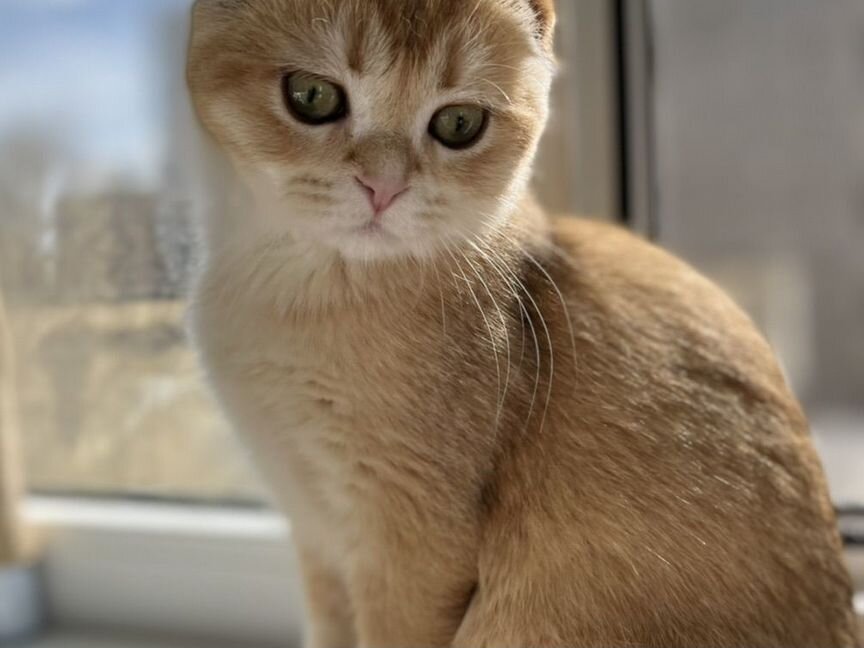 Шотландский котик золотая шиншилла