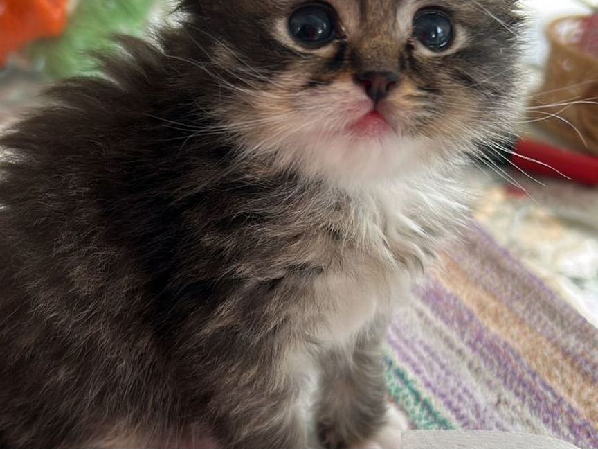 Сибирская кошечка