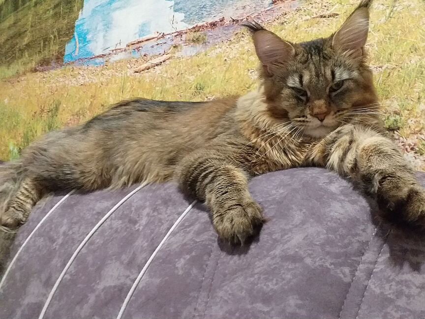 Кот мейн-кун вязка
