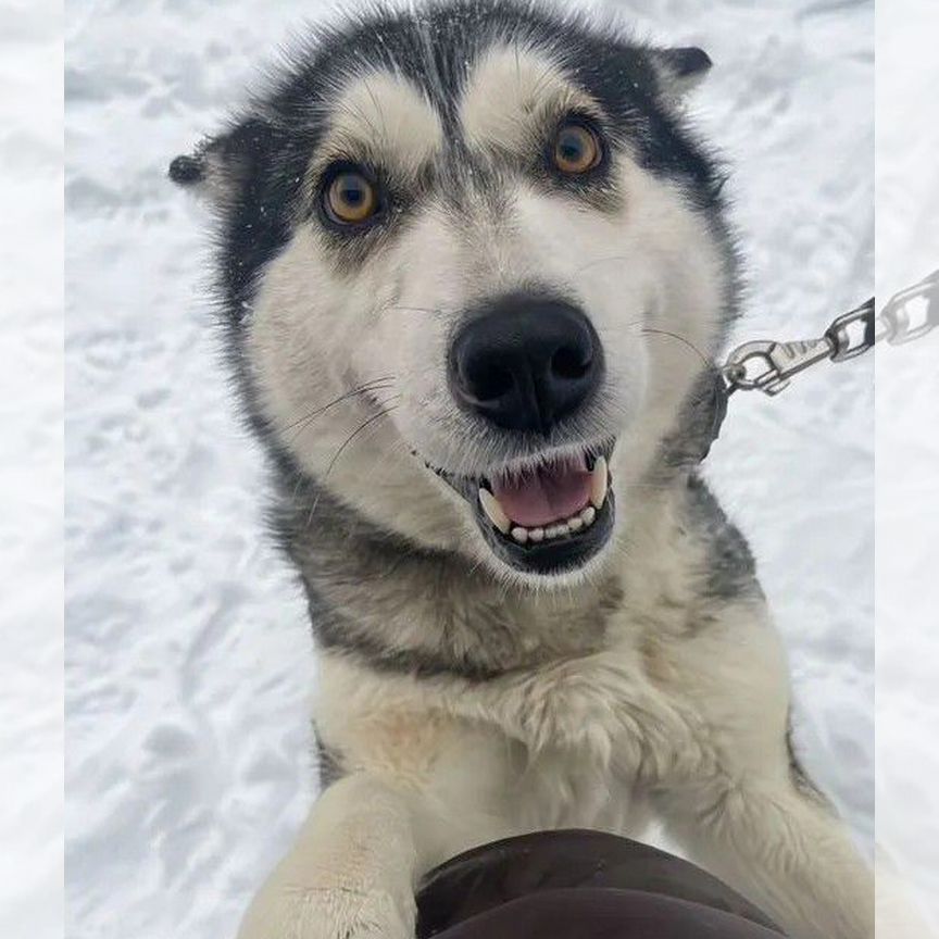 Сибирский хаски, взрослый пёс