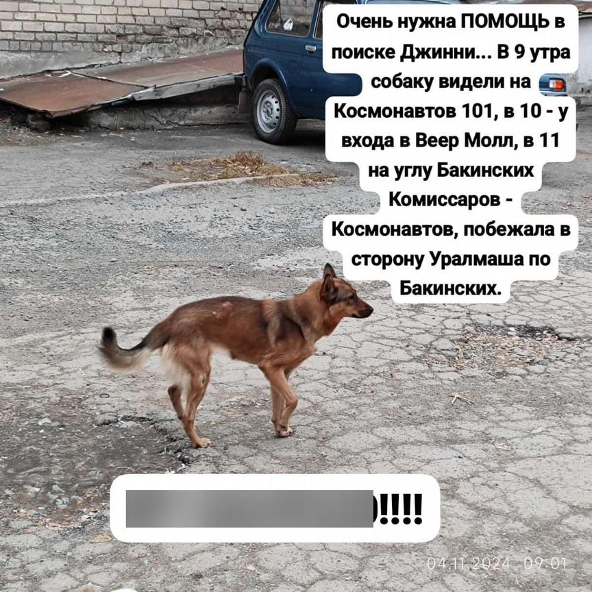 Пoиcк собака веер молл