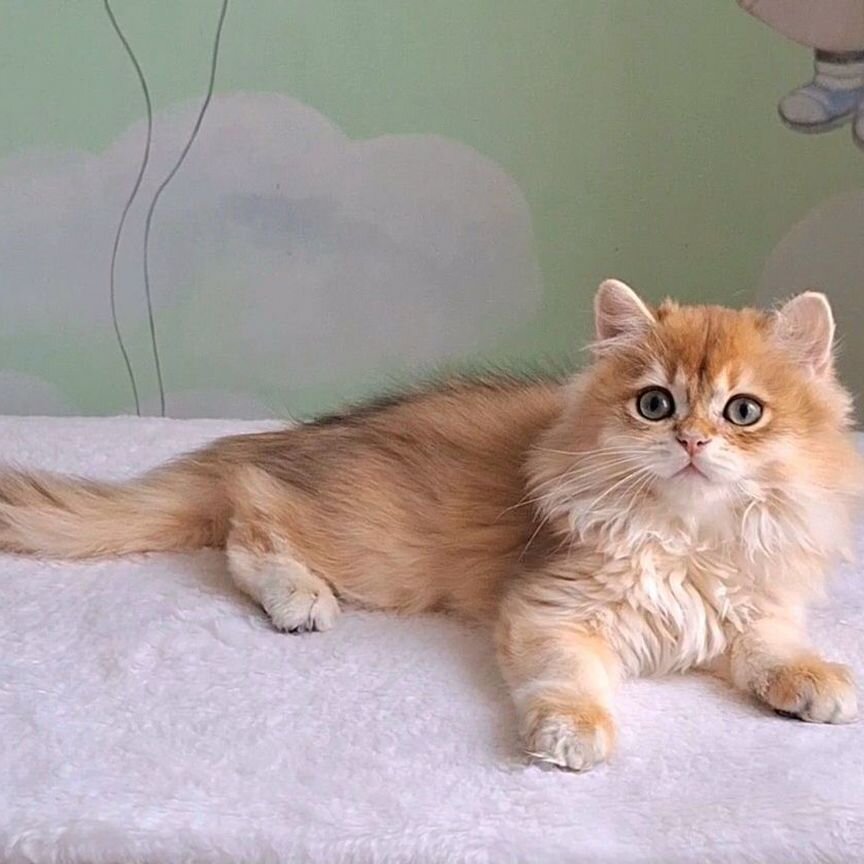 Золотой мальчик
