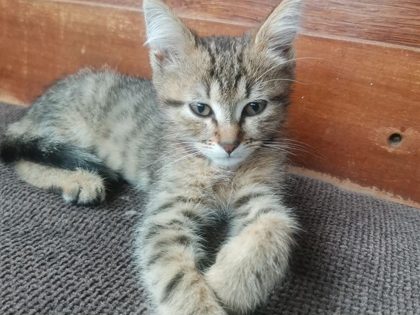 Котенок в дар только в очень хорошие руки