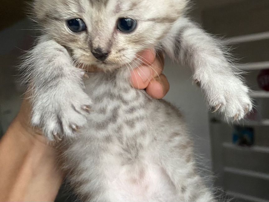 Котята мальчики в добрые руки 1 месяц