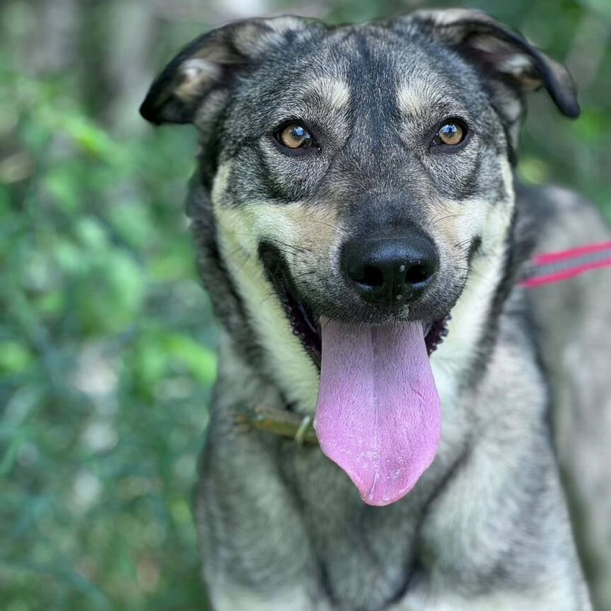 Собака в добрые руки